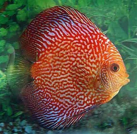 Image result for Discus Colors
