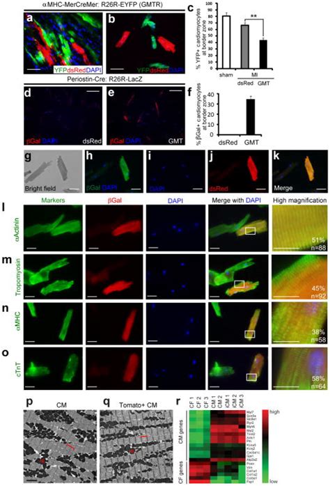 Image result for Cardiac Reprogramming