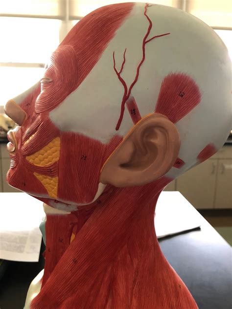 Image result for How to Build Neck Muscles Chart