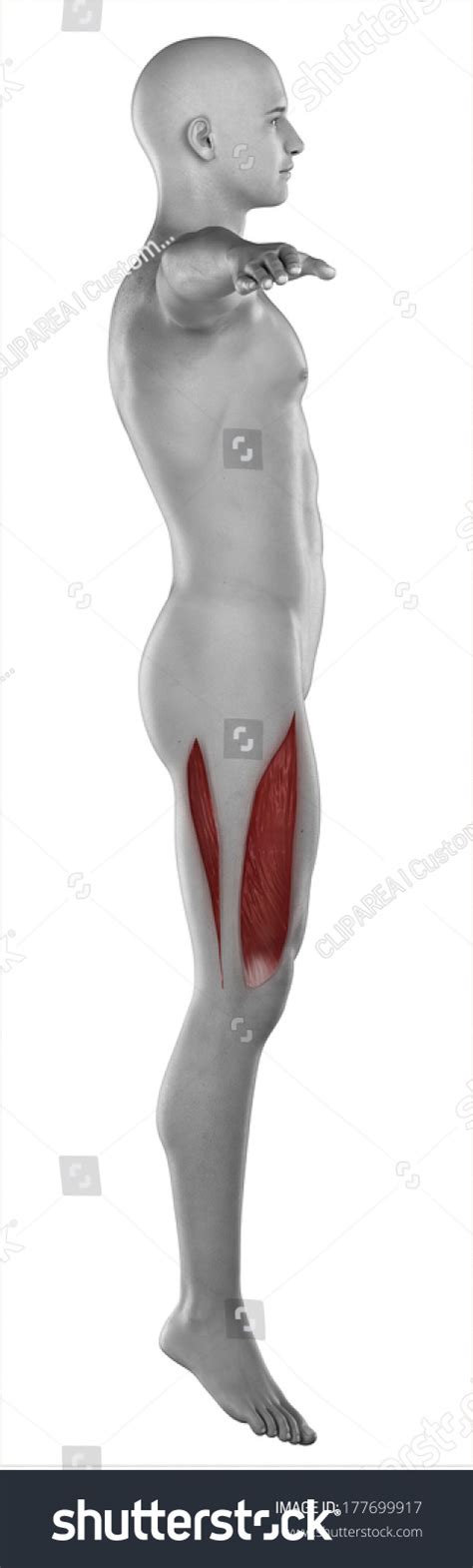 Image result for MAPI Muscles