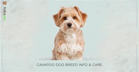 Image result for Cavapoo Dog