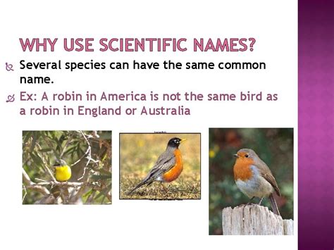 Image result for Why Do Biologists Use Classification