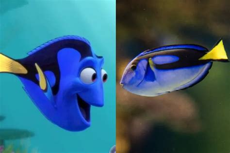 Image result for Finding Nemo Blue Fish