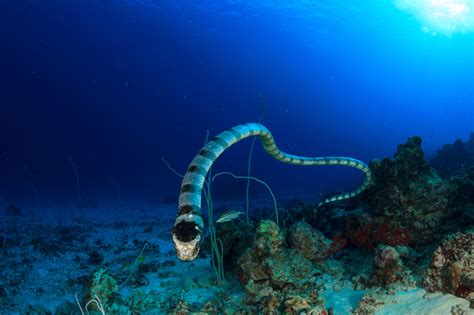 Image result for Venomous Sea Shell