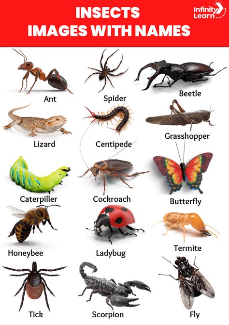 Image result for Insects and Names