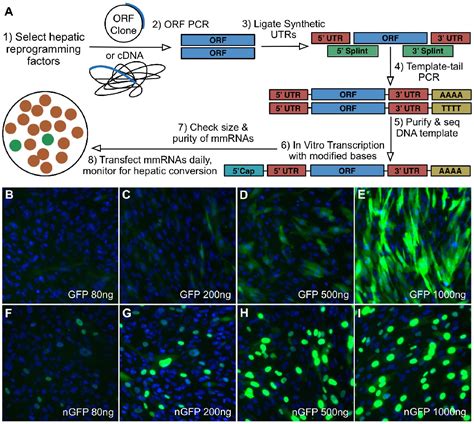 Image result for Direct Reprogramming