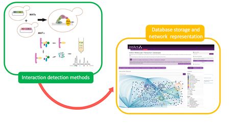 Image result for Protein Interactions Simulating Software