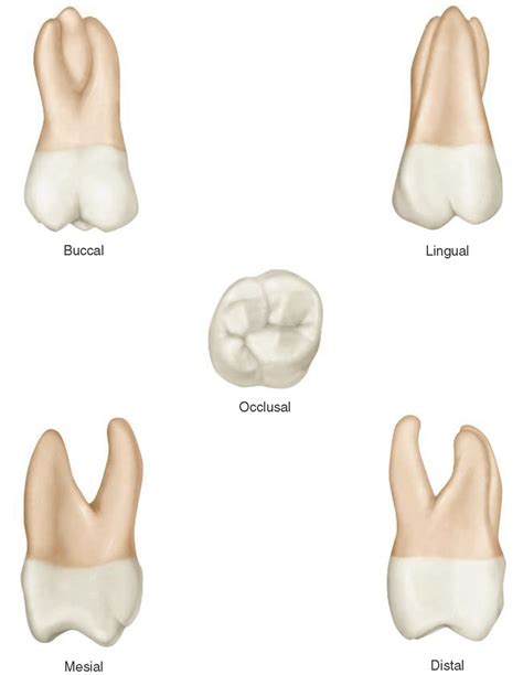 Image result for Maxillary First Molar
