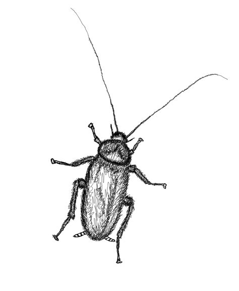 Image result for Cockroach Line Art