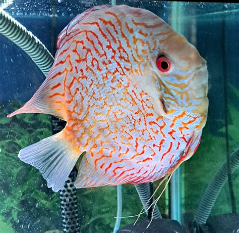 Image result for Red Tiger Discus
