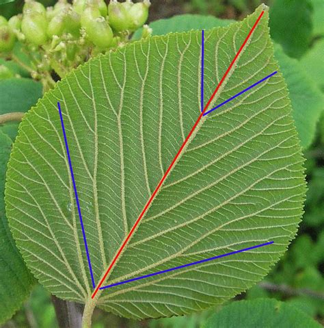 Image result for Segment Bisector Real Life Example