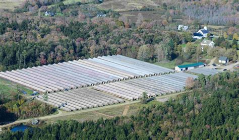 Image result for Fur Tree Farming