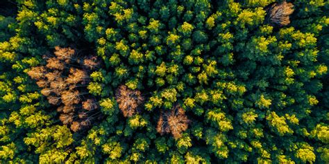 Image result for Selective Logging