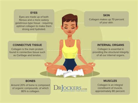 Image result for Collagen Function