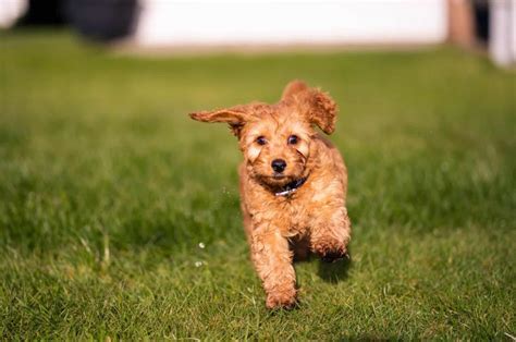 Image result for Breeders Cockapoo Dogs