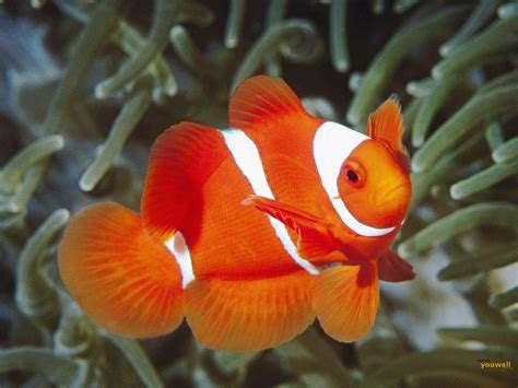 Image result for Beautiful Fish