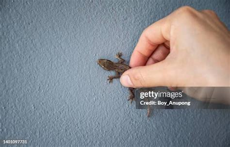 Image result for How to Catch a Lizard