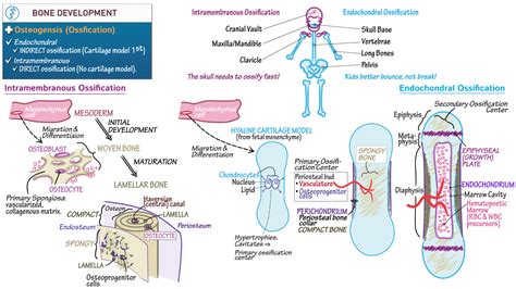 Image result for Bone Development