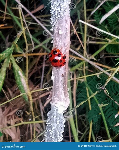 Image result for Lady Bug Insects