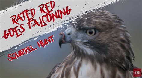 Image result for Red Tail Hawk Caatching Squirrel