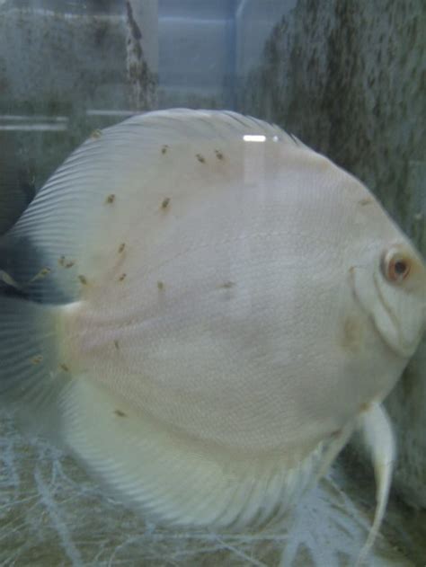 Image result for Most Expensive Discus Fish