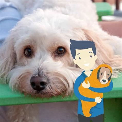 Image result for Adopt Cockapoo Website