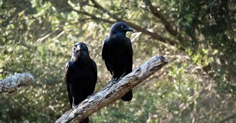 Image result for Ravens Behavior