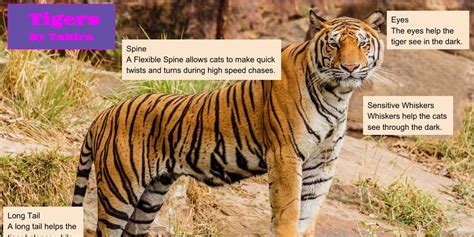 Image result for Frame and Shell Structures of Animals Grade 5