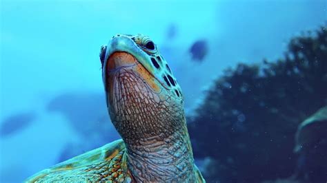 Image result for Turtle Life Cycle Videos