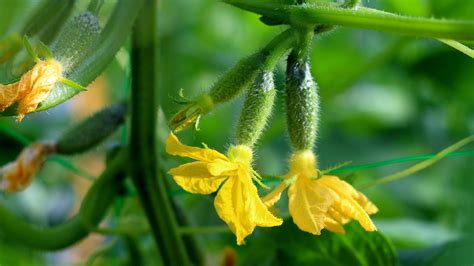 Image result for How to Manually Pollinate Cucumbers