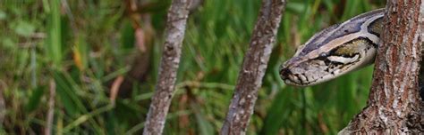 Image result for Burmese Python Reticulated