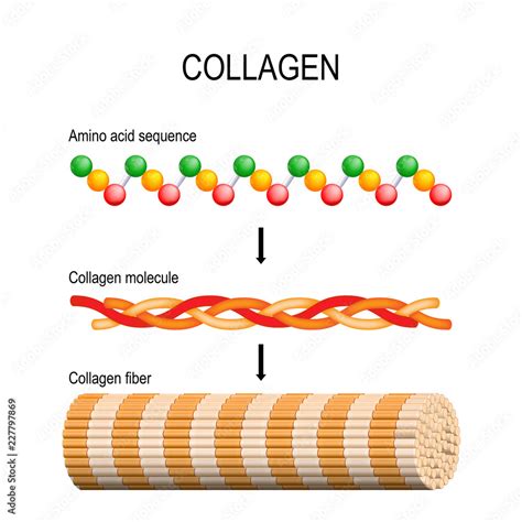 Image result for Collagen Structure