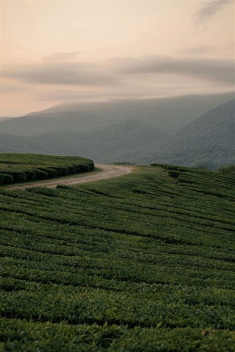 Image result for Life Path Tree