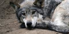 Image result for Alaska Zoo Wolves