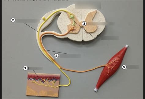 Image result for Components of Reflex Arc
