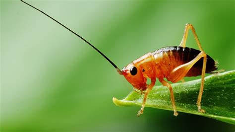 Image result for Cricket Insect Greenscreen