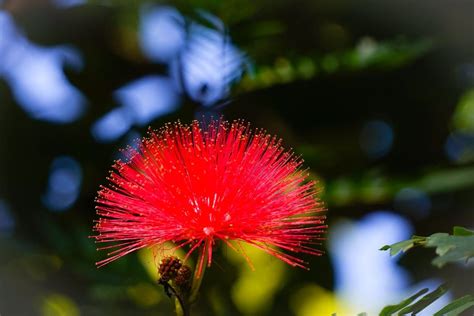 Image result for Red Powder Puff Tree