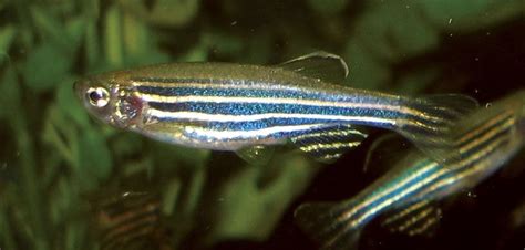 Image result for Zebra Fish