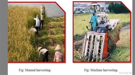 Image result for Chapter 12 Milled Rice