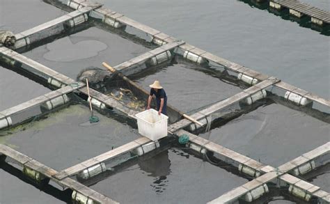 Image result for Java Fish Farm