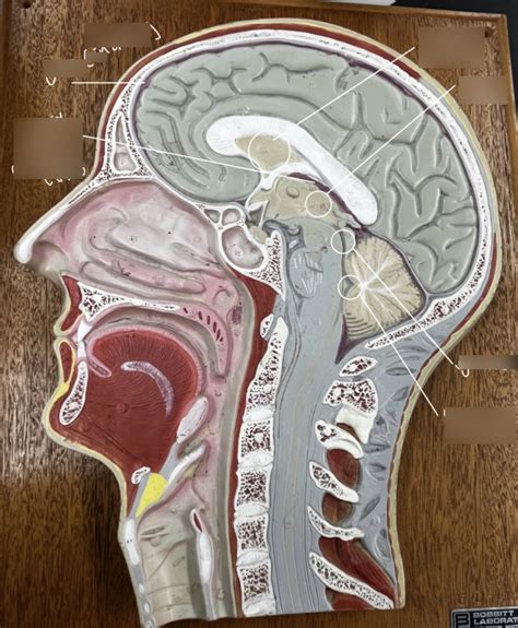 Image result for Side Veiw Head Tutorial