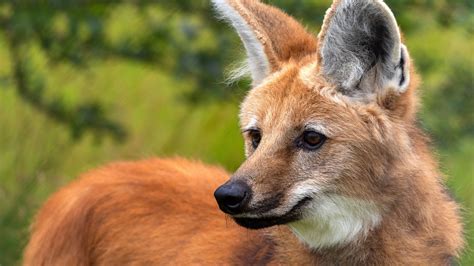 Image result for Zoo Animals Wolves