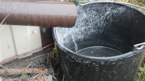 Image result for Pruning Tree Branches Spring