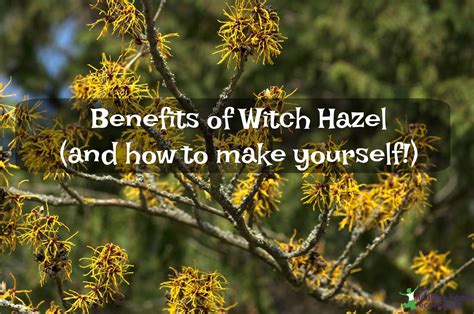 Image result for Exploding Witch Hazel