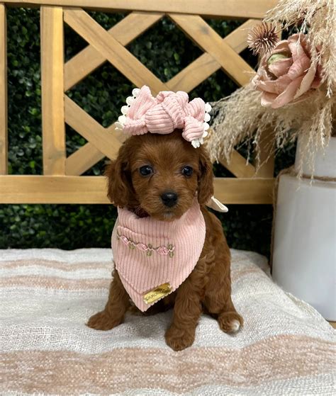 Image result for Red Cavapoo with Light Streaks