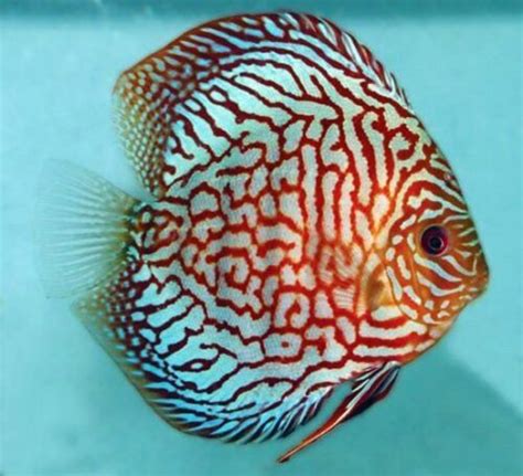 Image result for Red Coral Discus