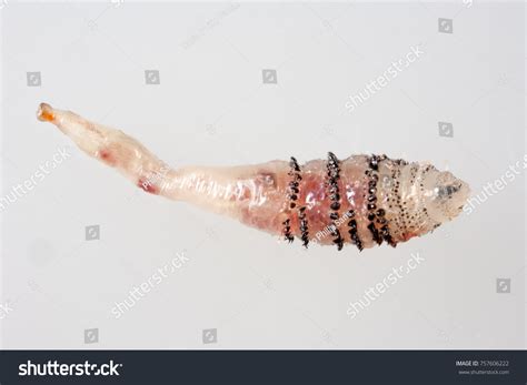 Image result for Human Botfly
