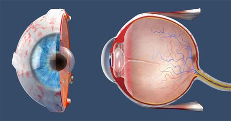 Image result for Visual System Retina