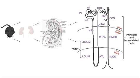 Image result for Single Cell Genomics