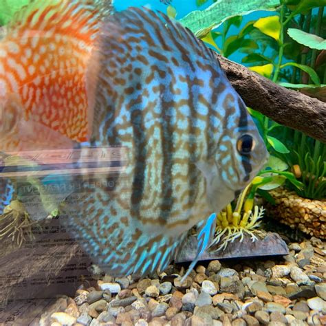 Image result for Royal Blue Discus Fish